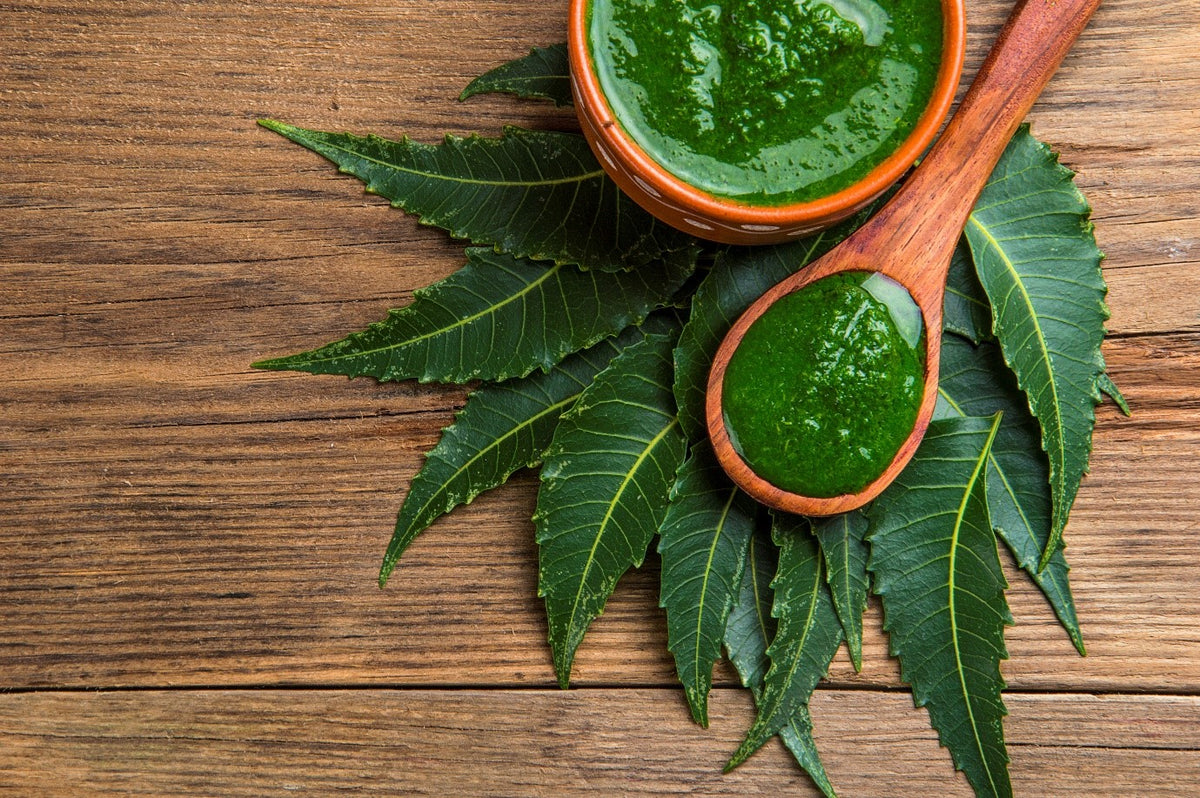 Some incredible benefits of neem for hair - Honeyderm