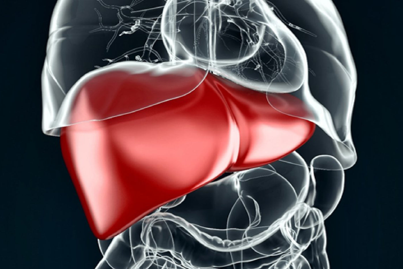 Of The Human Liver Functions